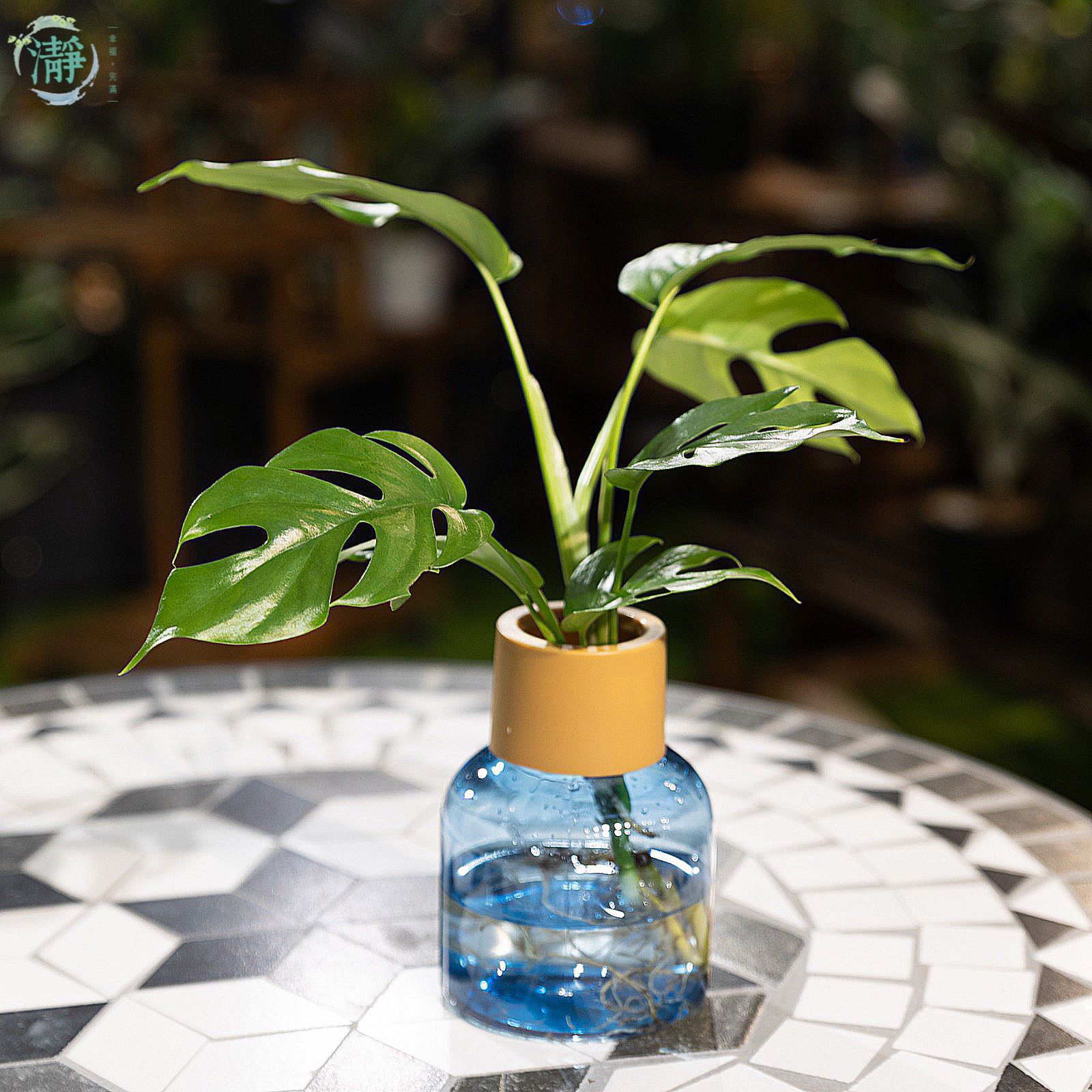 水種植物專門店 水種植物 觀葉類 姬龜背 四籽崖角藤 水培植物